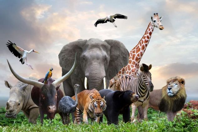 Quiz sur les animaux avec réponses – Niveau difficile - L'Etudiant