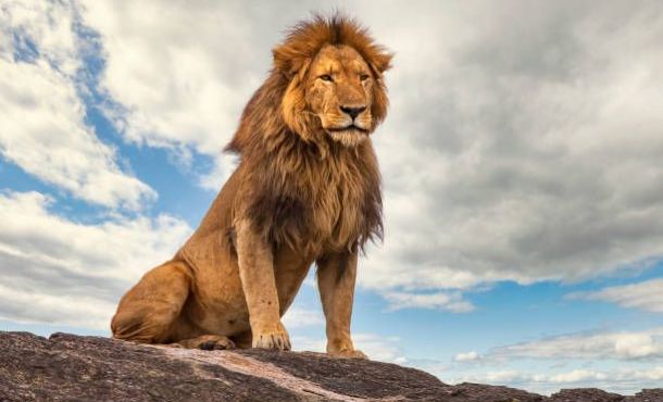 Test - Quel est ton animal totem ? - L'Etudiant Trendy